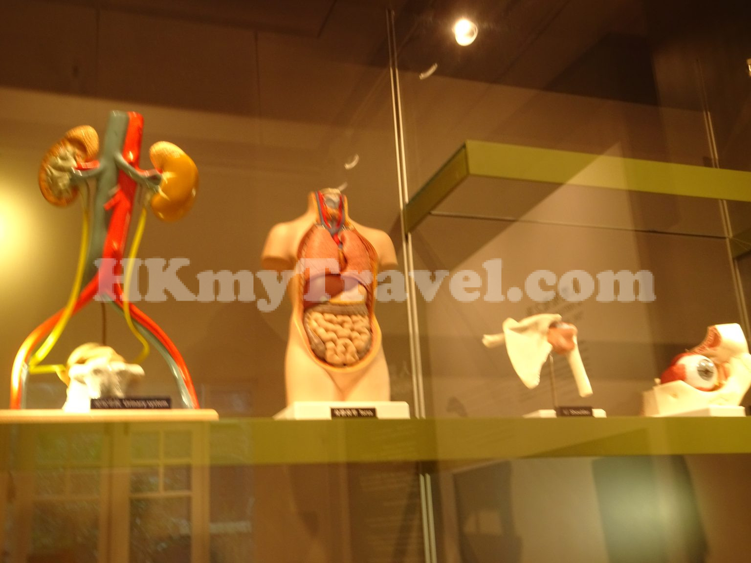 Hong Kong Museum of Medical Sciences in Hong Kong - Complete Visitor ...