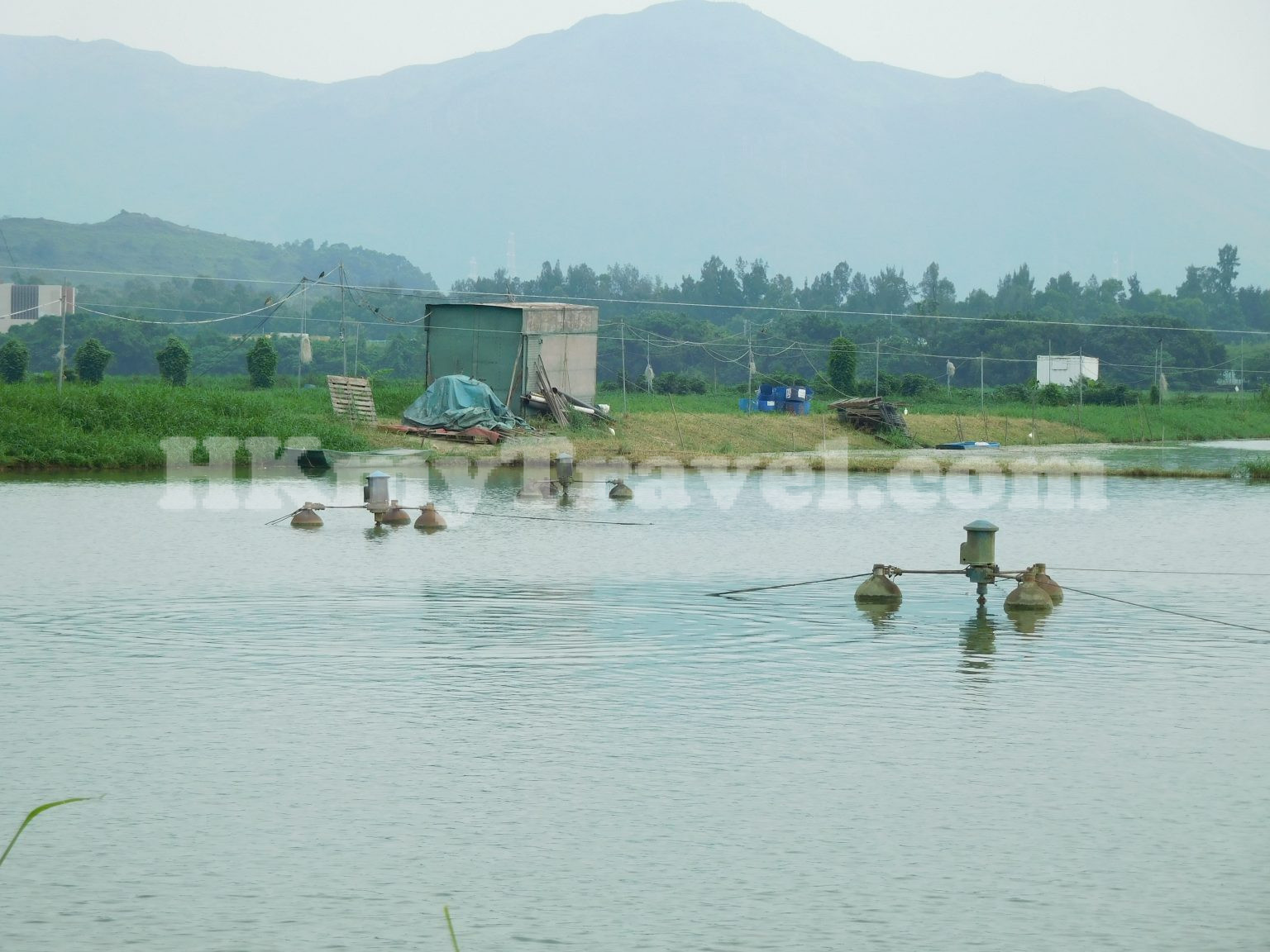 Mai Po Nature Reserve in Hong Kong - Complete Visitor Guide (Location ...